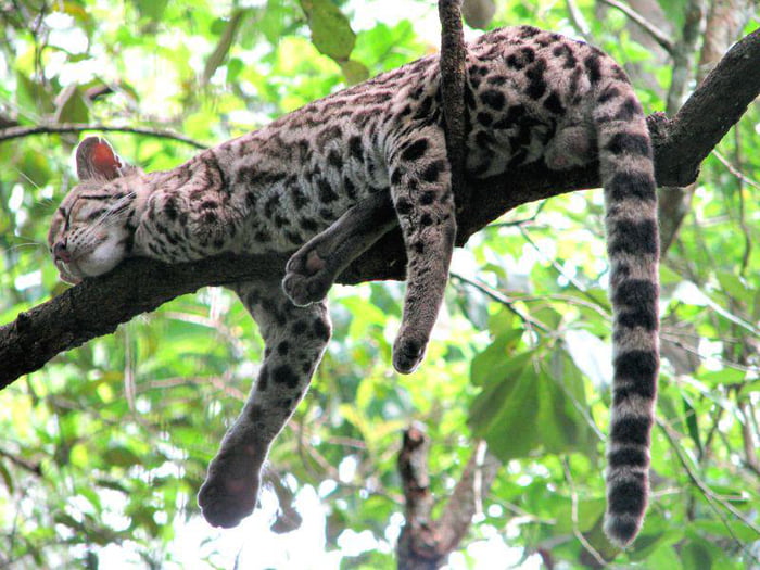 Margay cats are native to South America and Central America and have ...