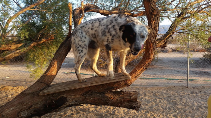 Look at me - a tree climbing DERP! - 9GAG
