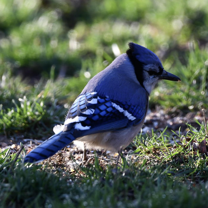 A Blue Jay - 9GAG