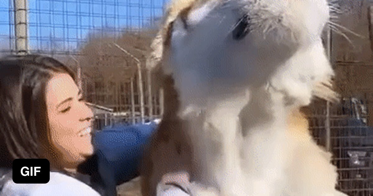 This very friendly tiger - 9GAG