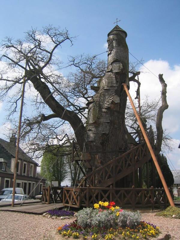 A Chapel in a Treehouse Built in 1669.This old oak tree, located in a ...