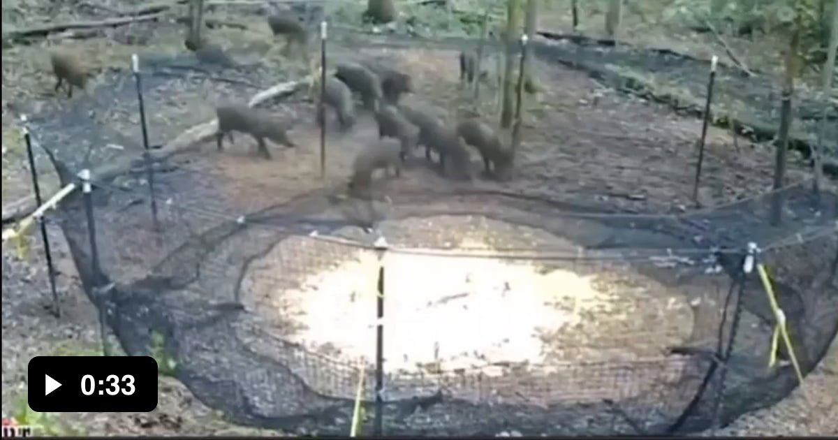 Ways to capture pigs? - 9GAG