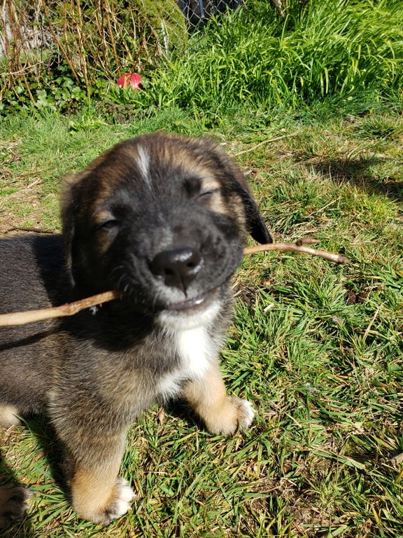 Puppy is enjoying his new position as a branch manager - 9GAG