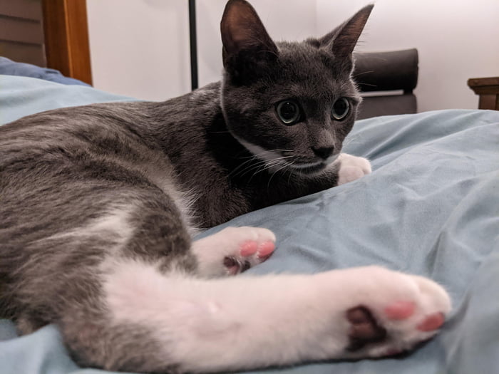 Blue and his little toe beans - 9GAG