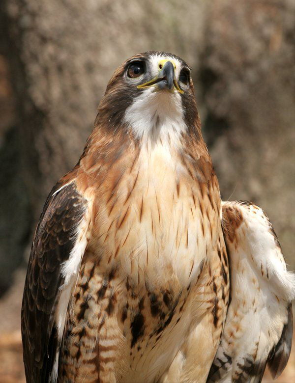 Whenever a hawk or eagle appears onscreen, no matter what species, the ...