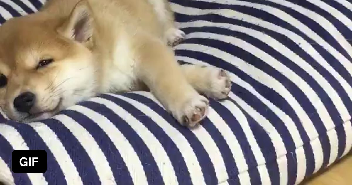 Me doge, much cute very sleepy, no disturb. - 9GAG