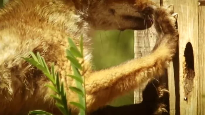 Fox gets a smelly surprise - 9GAG