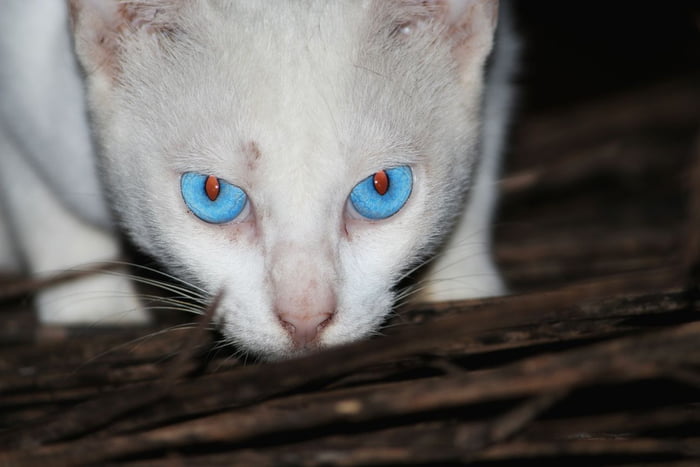 "Blue eyes" Camera : Canon Canon EOS 700D Focal length : 250.00 mm ...