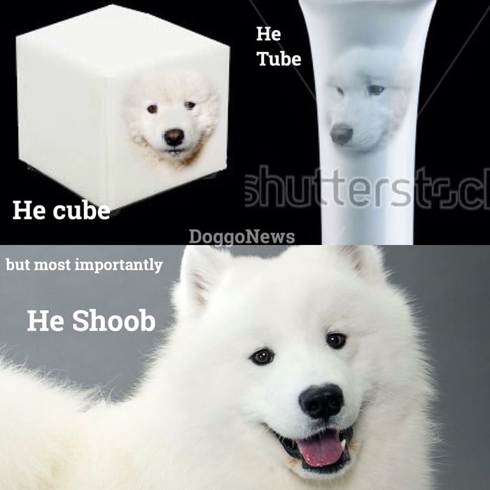 He borked at me when no other shoob would - 9GAG