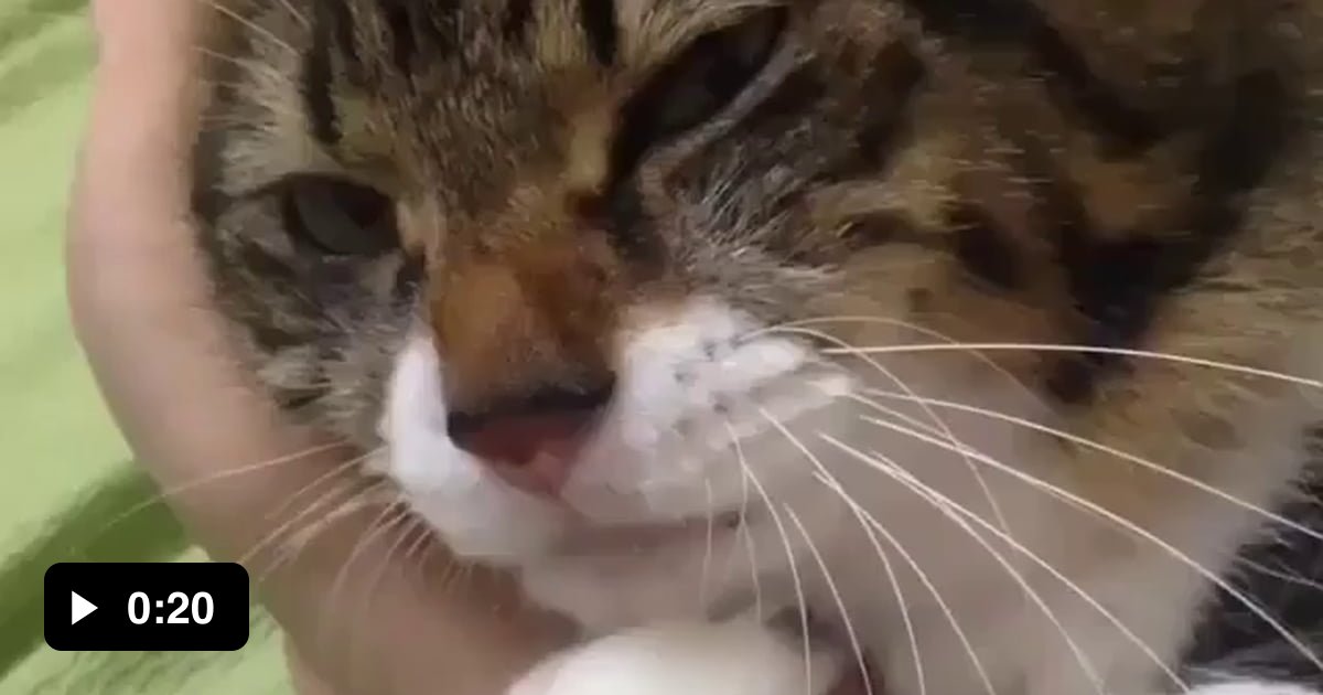 Pls don't go hooman - 9GAG