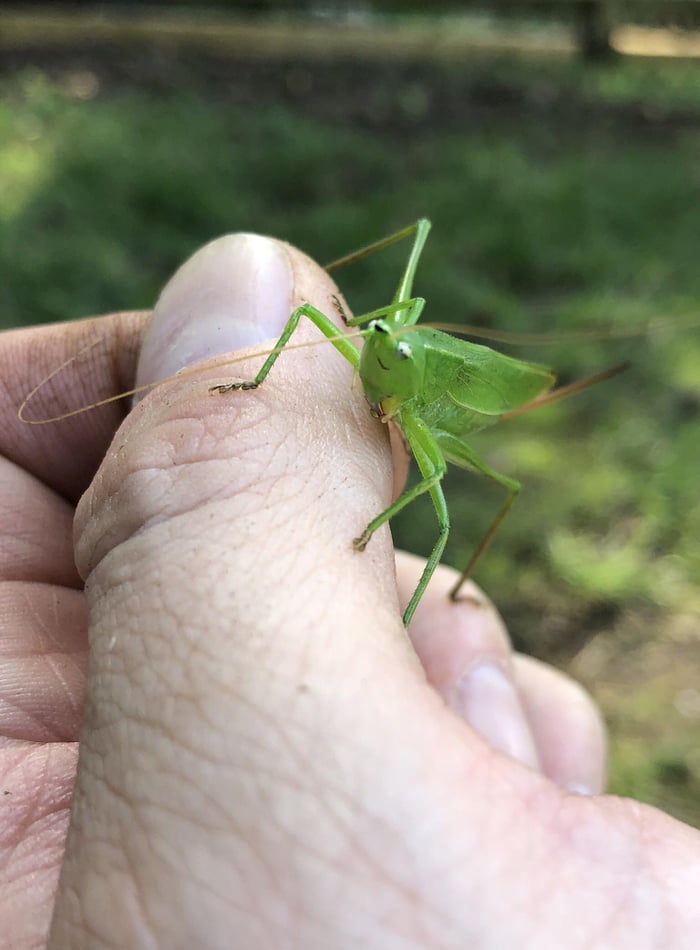 Smiling Katydid - 9GAG