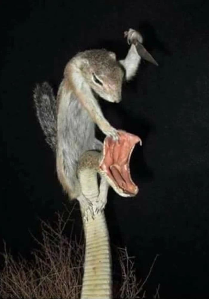 Sandy Cheeks Riding Alaskan Bullworm Circa 2001 - 9GAG