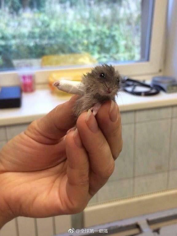 This hamster broke a leg and was taken to the veterinary hospital. It ...