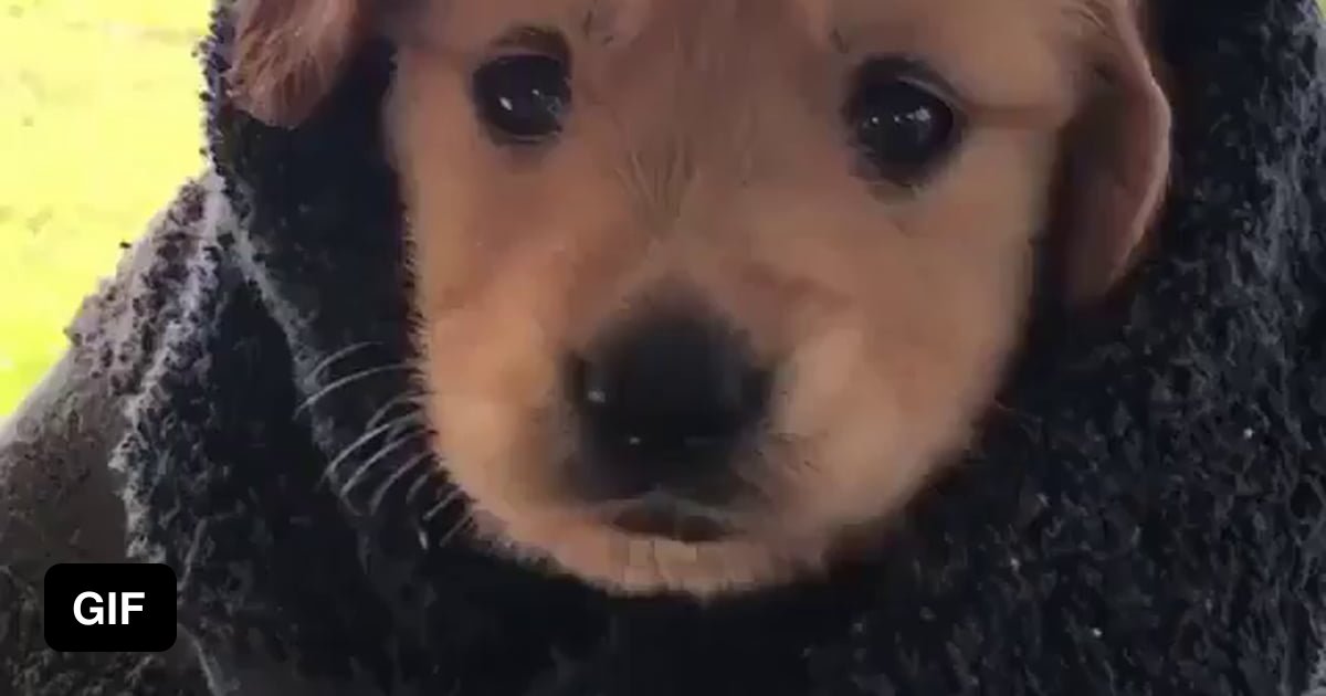 Poor pupper - 9GAG