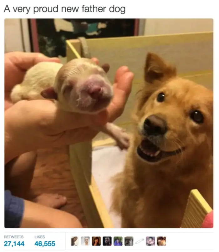 This father dog just saw his puppy for the first time after it suffered ...