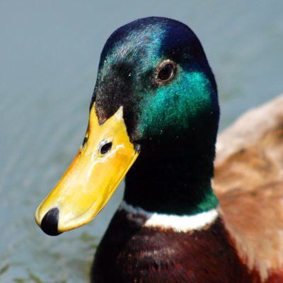 Since someone pointed out that ducks beak look like a dog I can't unsee ...