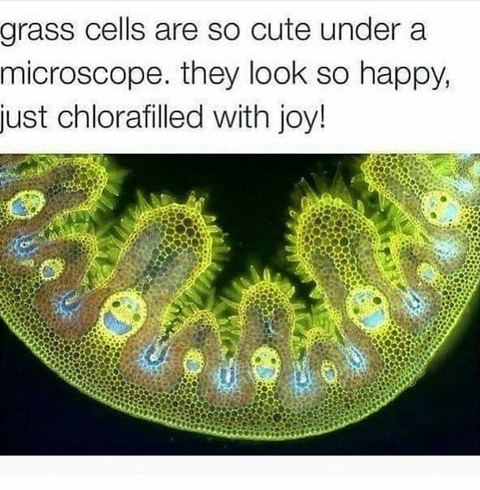 Happy grass - 9GAG