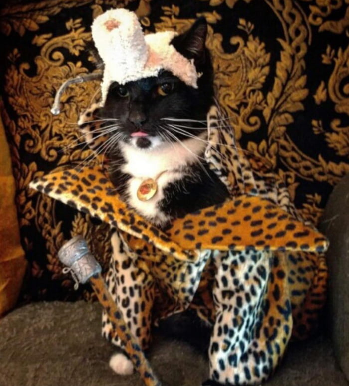Cat cosplays Ruby Rhod from The 5th Element - 9GAG