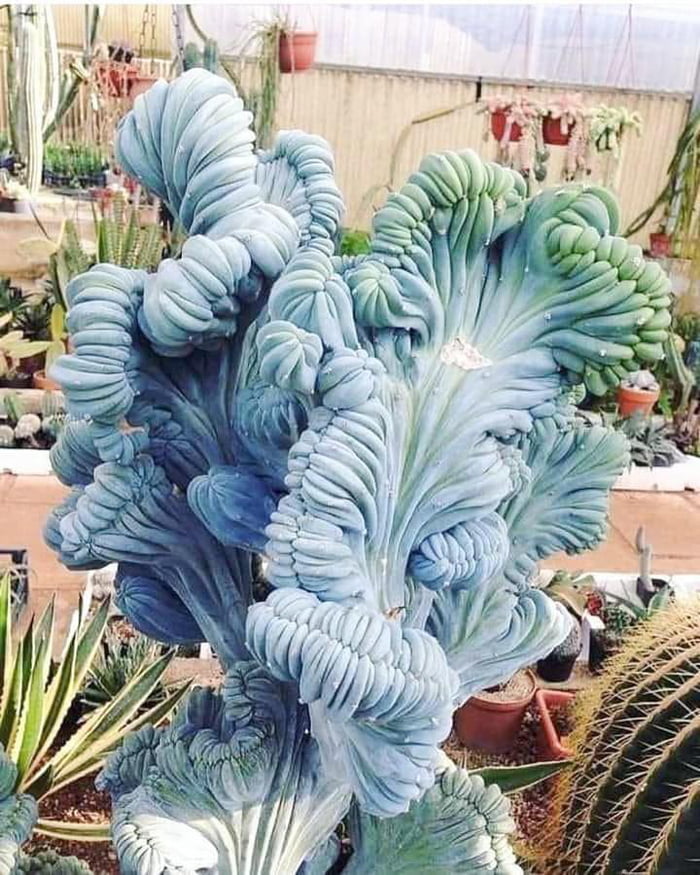 Blue Smoke Cactus - 9GAG