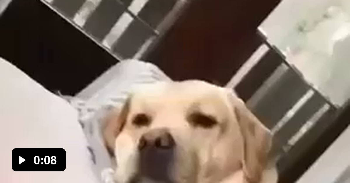 Anti work doggo - 9GAG