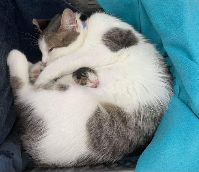 Mother cuddling smol kitty - 9GAG