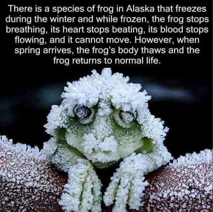 Happy Wednesday Yall Winter Frogs - 9GAG