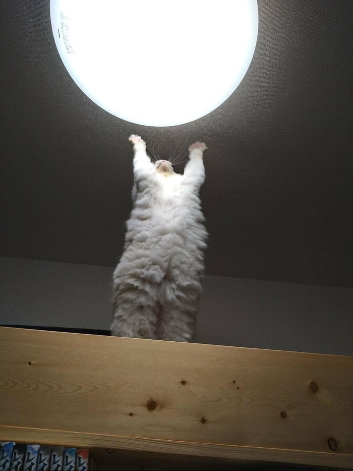 King cat holder of the spirit bomb - 9GAG