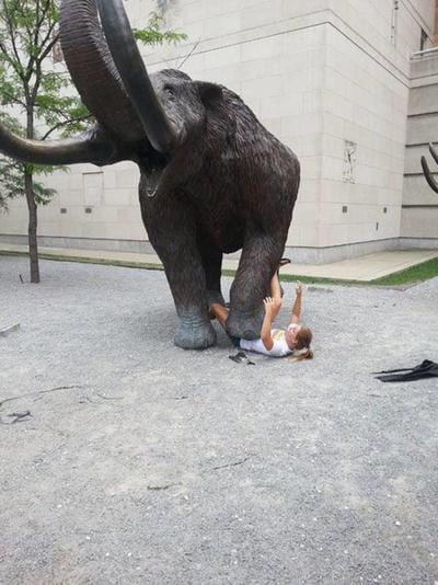 A wild furry elephant appears. And attacks! - 9GAG