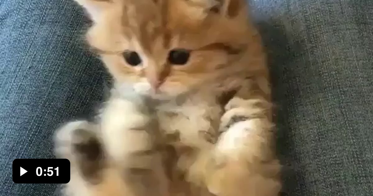 Smol fluffball - 9GAG