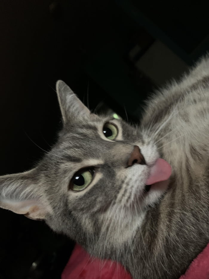 Mega blep - 9GAG