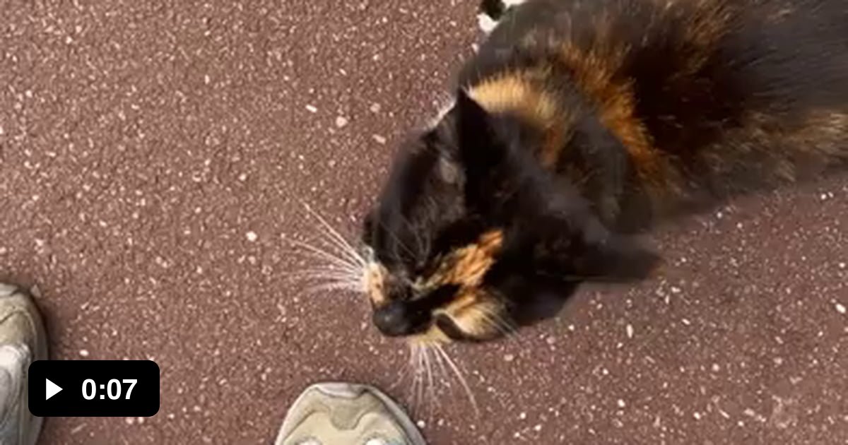 Tiny tippy taps from a very cuddly cat - 9GAG
