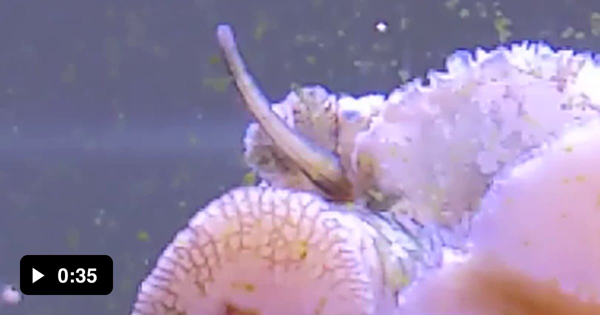Mexican Turbo Snail eating in slow motion - 9GAG
