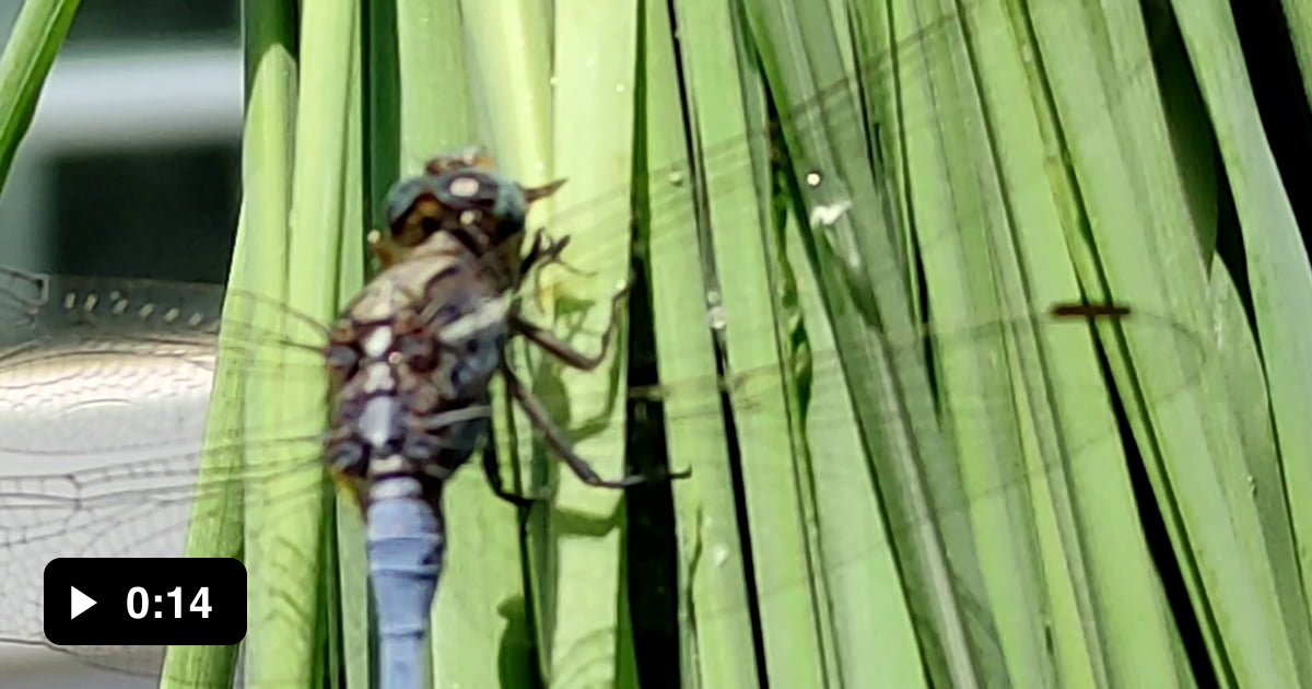 Dragonfly having a snack - 9GAG