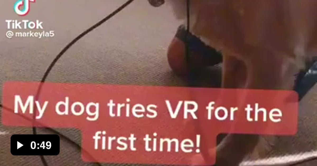 This dog is using VR - 9GAG