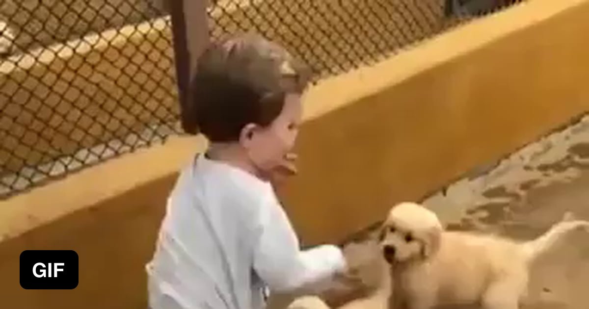 Puppy clan, fallers of the small child - 9GAG