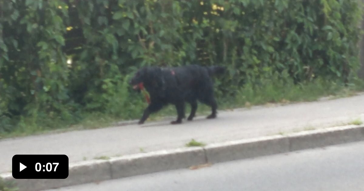 Strong independent doggo. - 9GAG