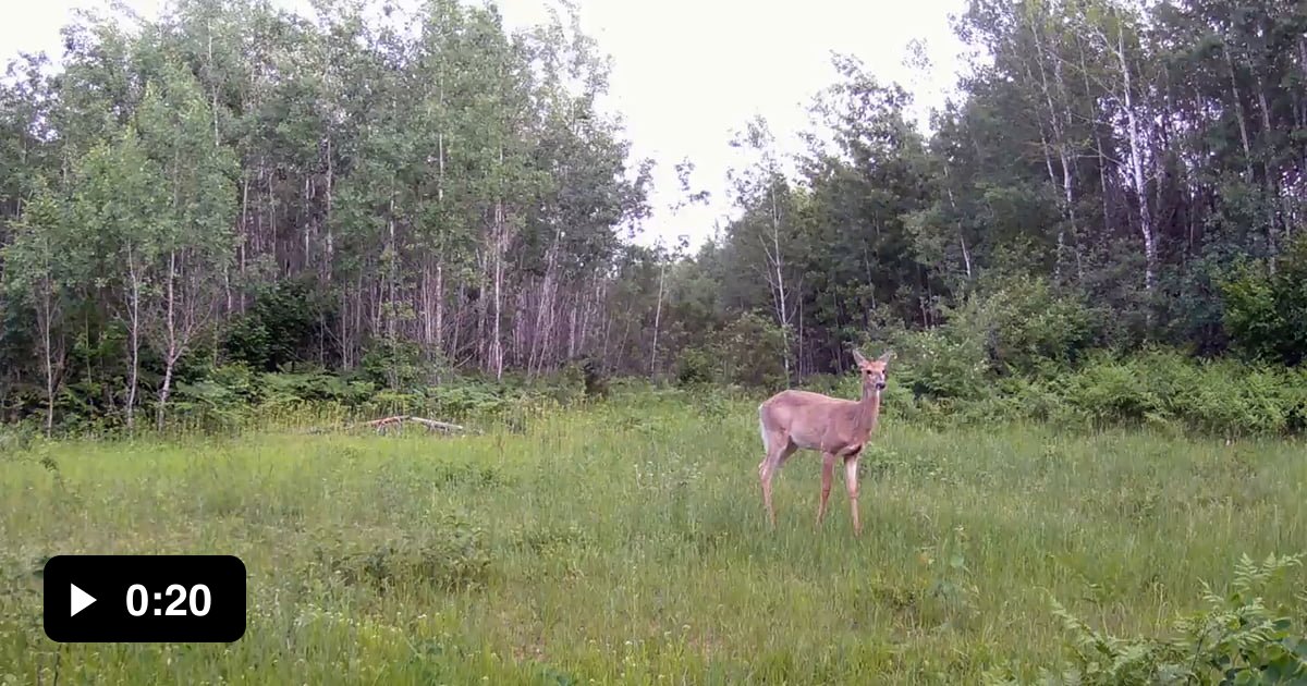 Just a derpy deer. - 9GAG