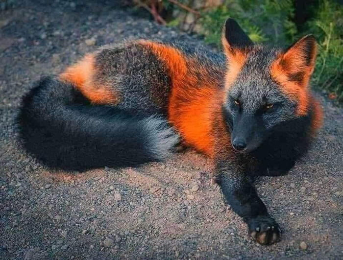 A melanistic fox, one of the rarest animals in the world - 9GAG