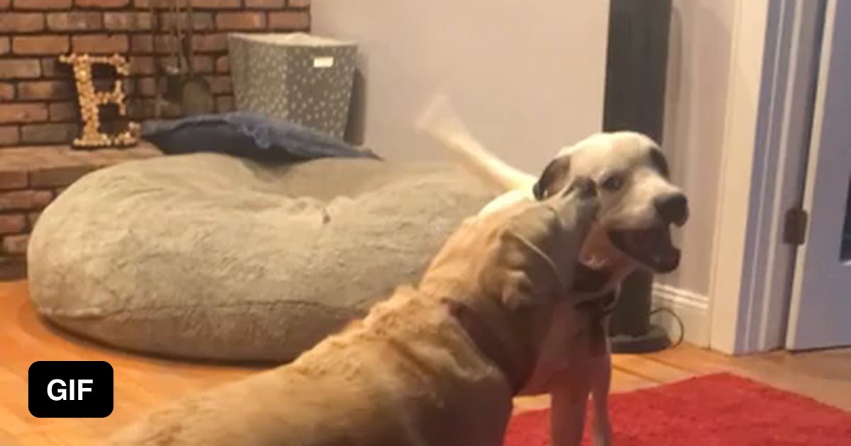 Surprise attack - 9GAG