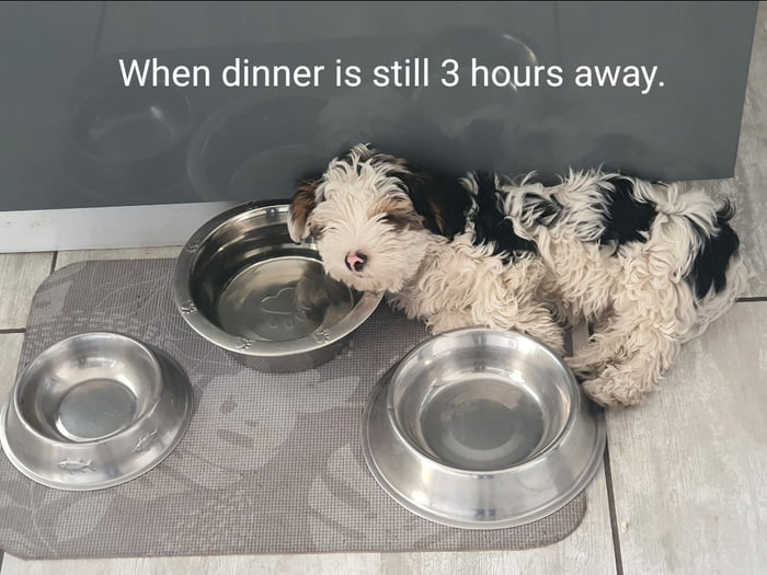 Dinner Time - 9GAG