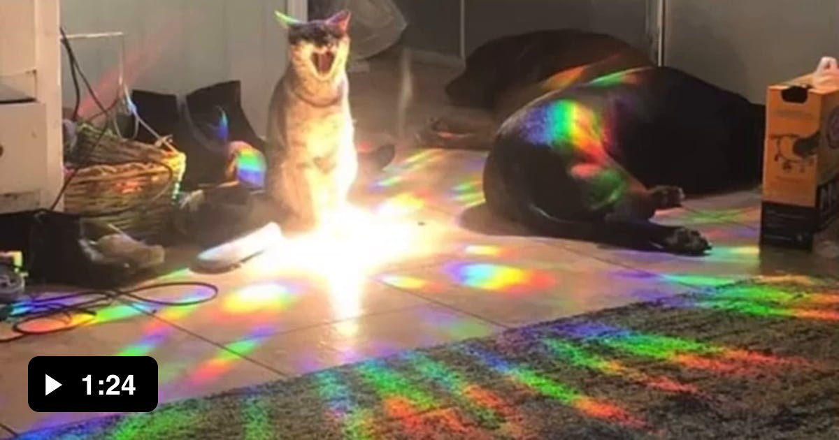 His Radiant Feline Majesty, Emperor Hammewrabi The Third - 9GAG