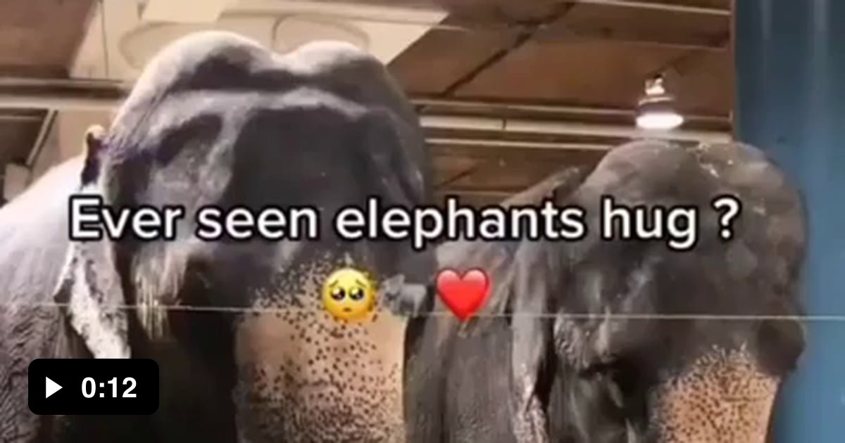Ever seen elephants hug? - 9GAG
