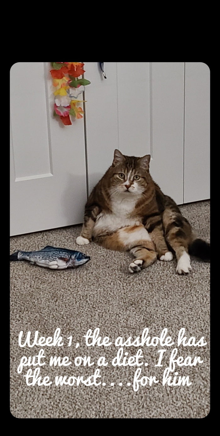 Dear, Cat Diary - 9GAG