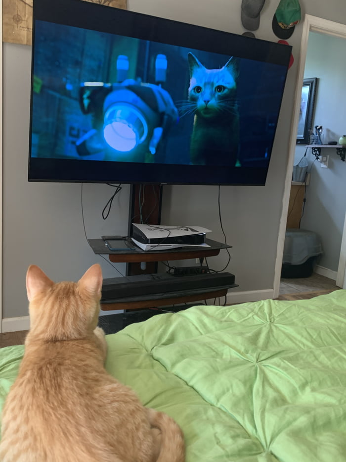 Garth seems to be enjoying Stray - 9GAG