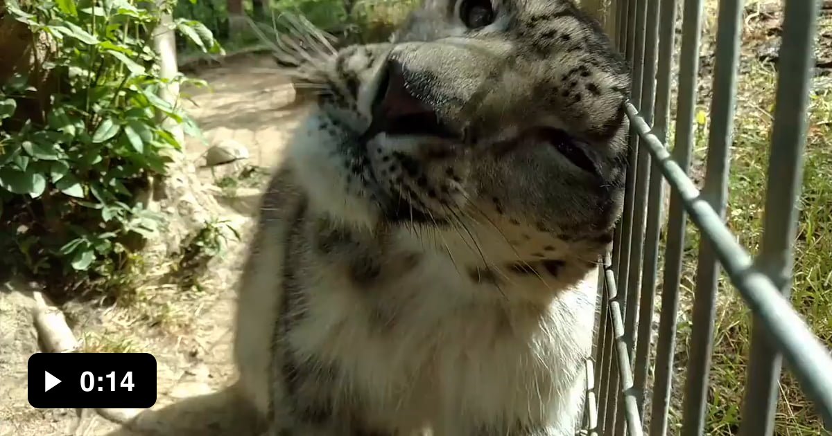 Snow leopard purr - 9GAG