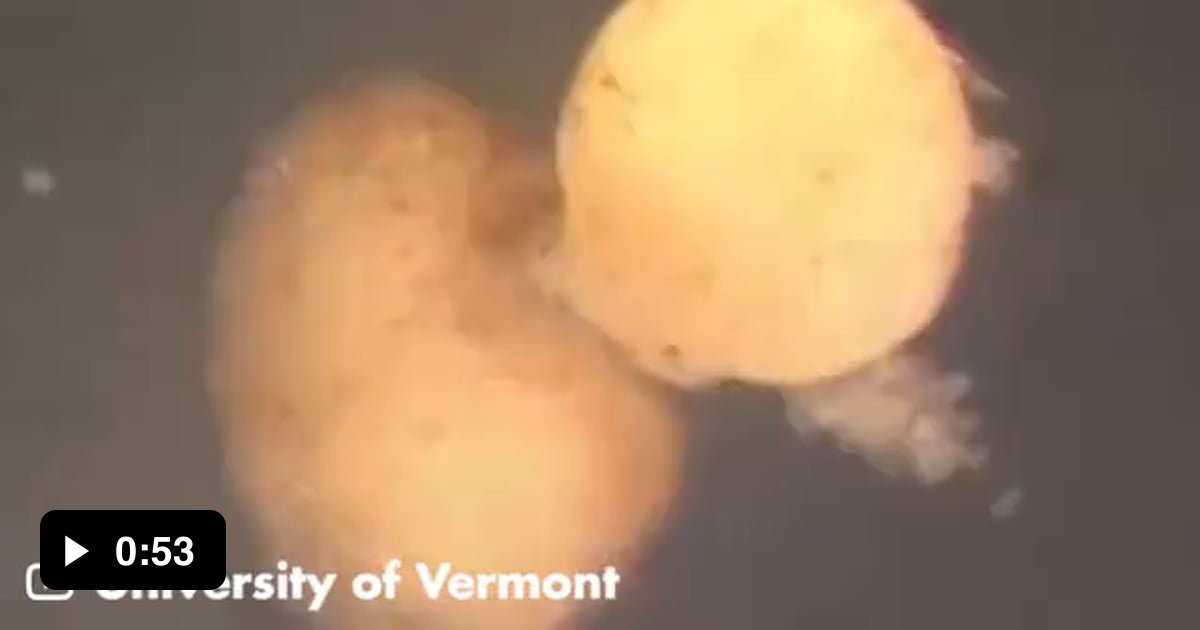 These Pac-Man-shaped robots can reproduce. Scientists from the ...