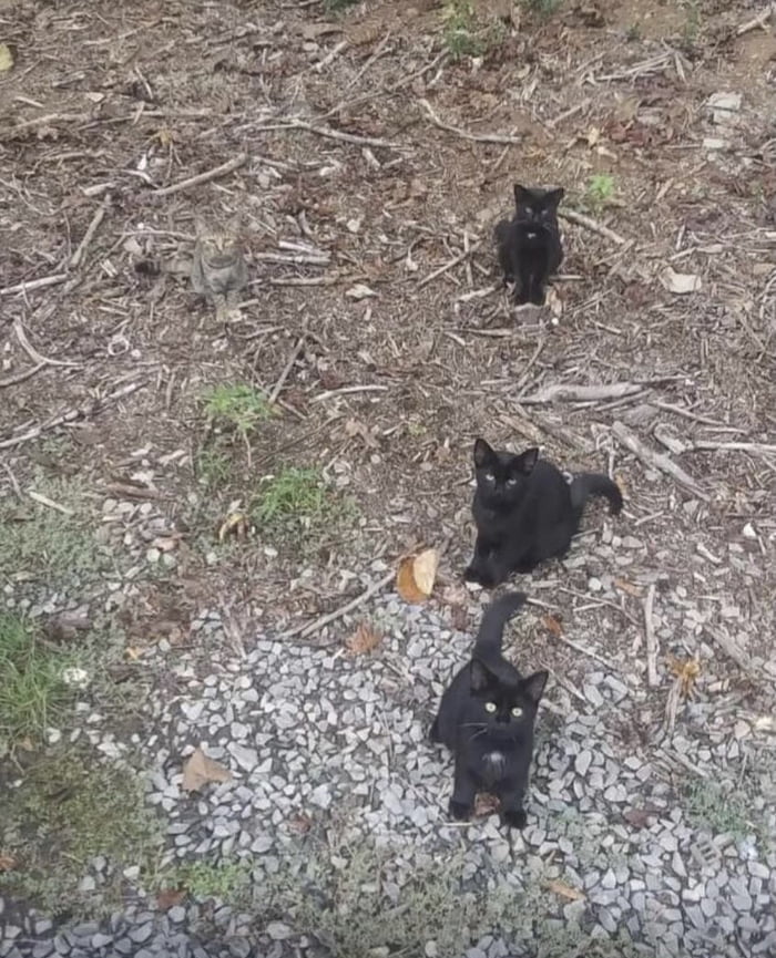 How Many Cats Are There 9GAG