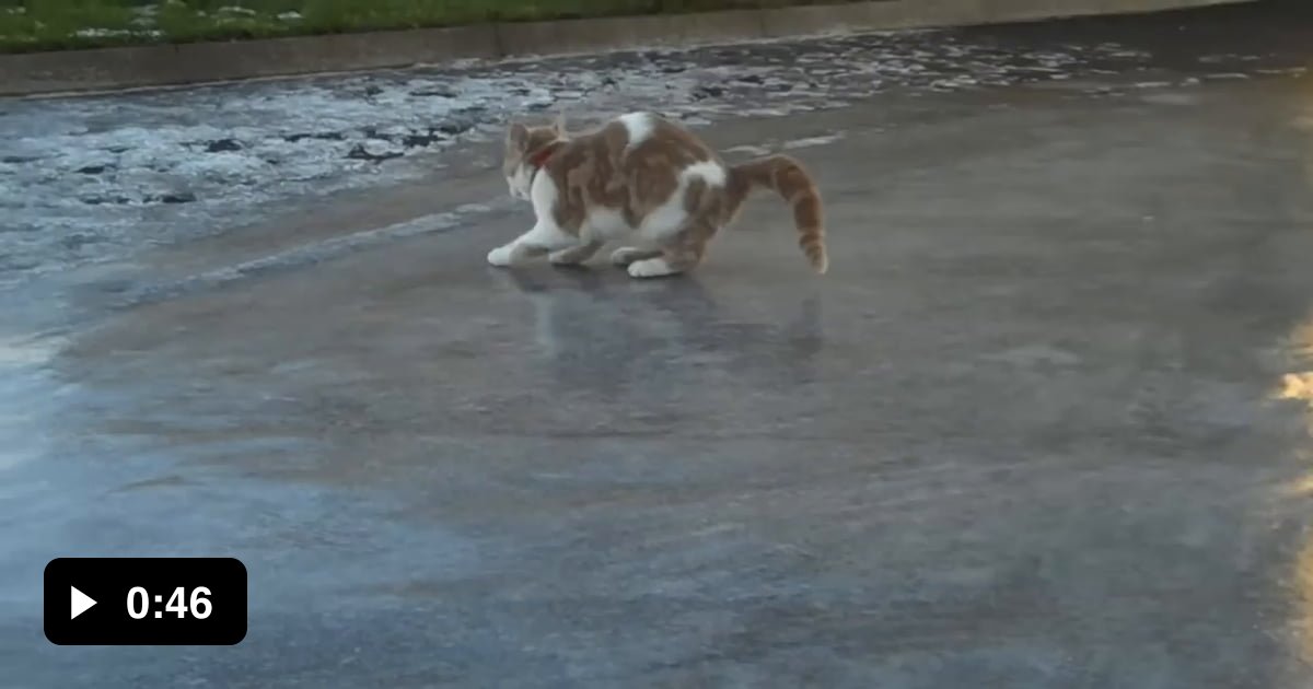 Cat on ice - 9GAG
