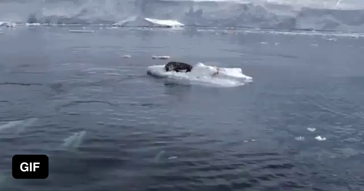 Footage of an Orca hunting strategy known as “wave washing”. - 9GAG