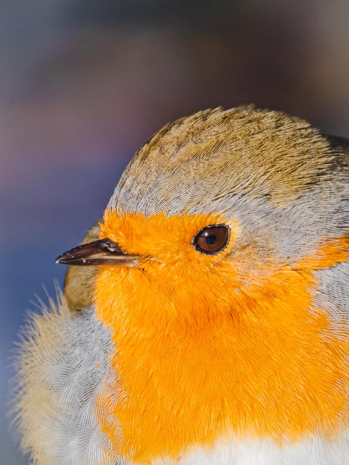 Face of a Robin. Photographed in Germany. - 9GAG